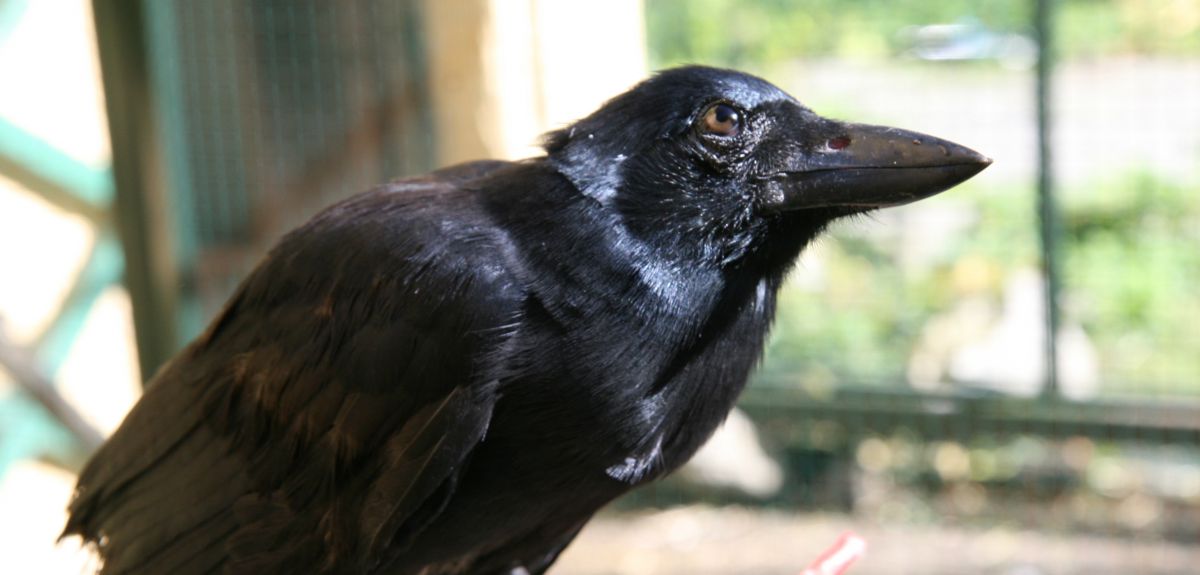 New Caledonian crows can create tools from multiple parts | Department ...