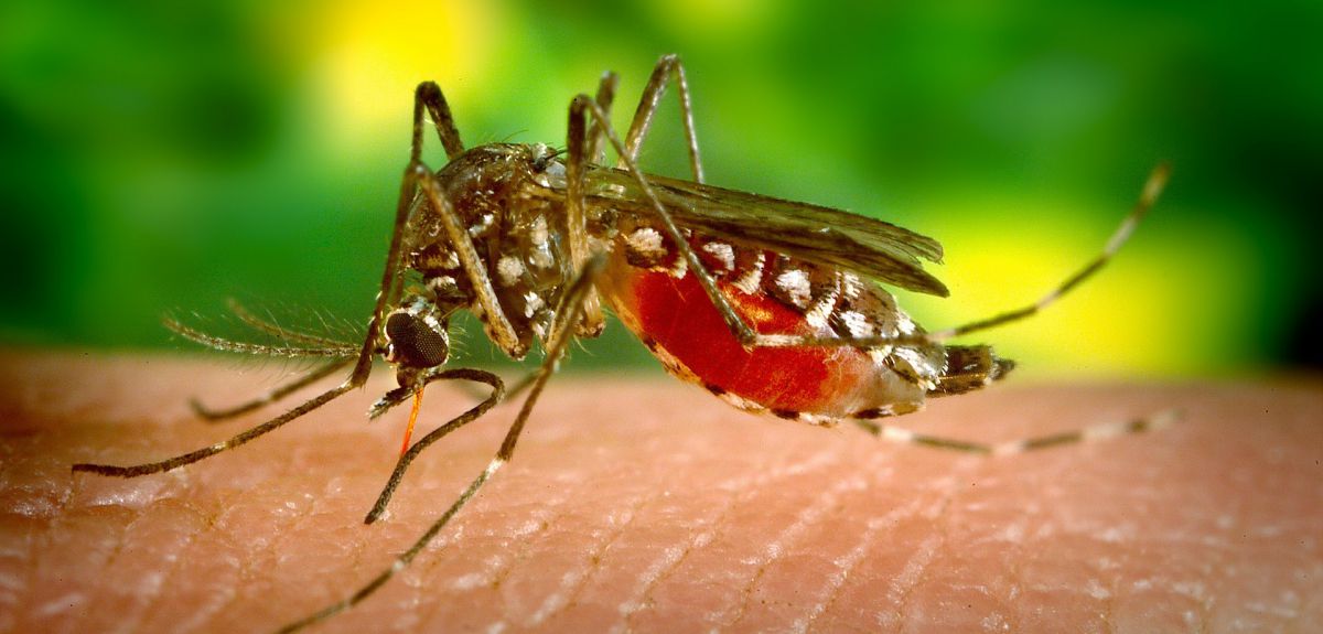 Tracking the evolution and transmission of yellow fever | Department of ...