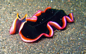 Studying flatworms to understand human diseases | Department of Biology