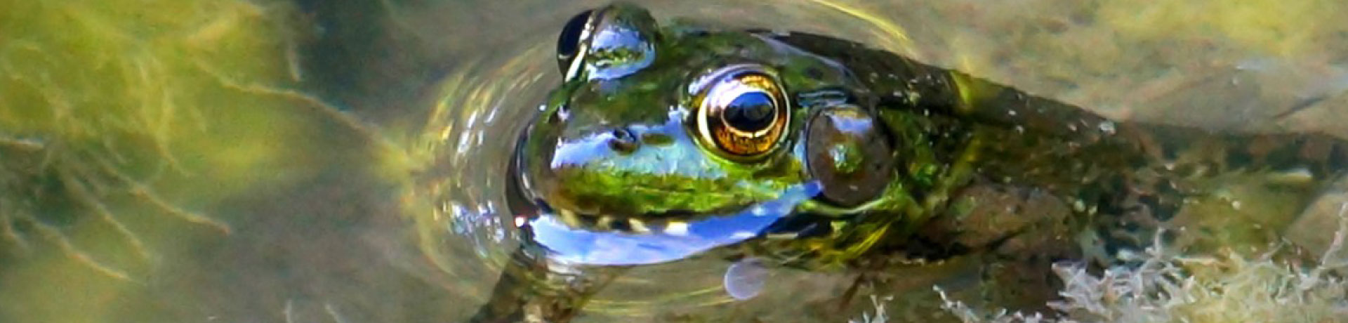 How much do we know about the life history of the world's vertebrates ...