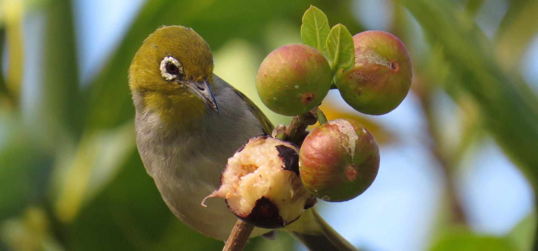 Island Life: Evolution in splendid isolation | Department of Biology