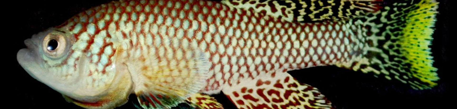 Short-lived African turquoise killifish shed light on the evolutionary ...