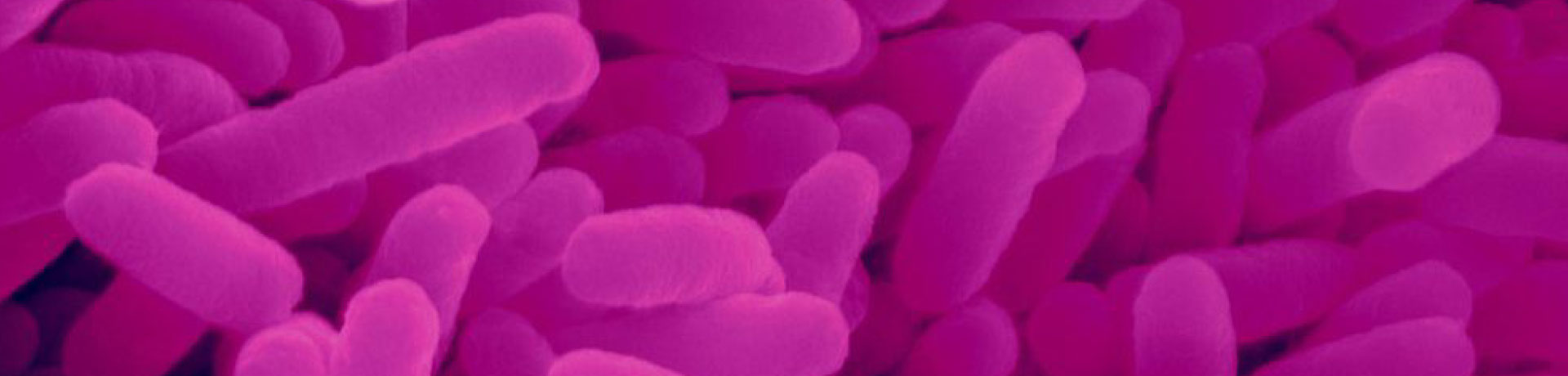 Interview with a vampire – exploring the predatory bacteria ...