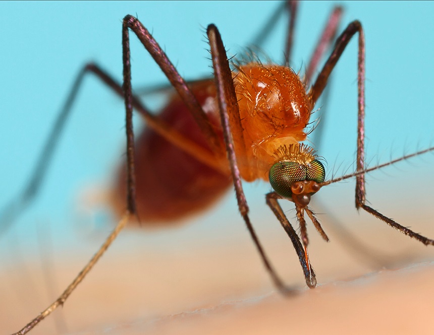 Smart wing rotation and trailing-edge vortices enable high frequency ...