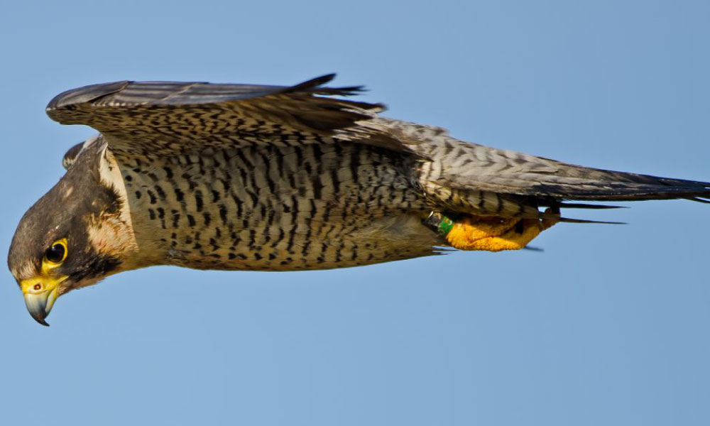 Peregrine Falcon Hunting Technique