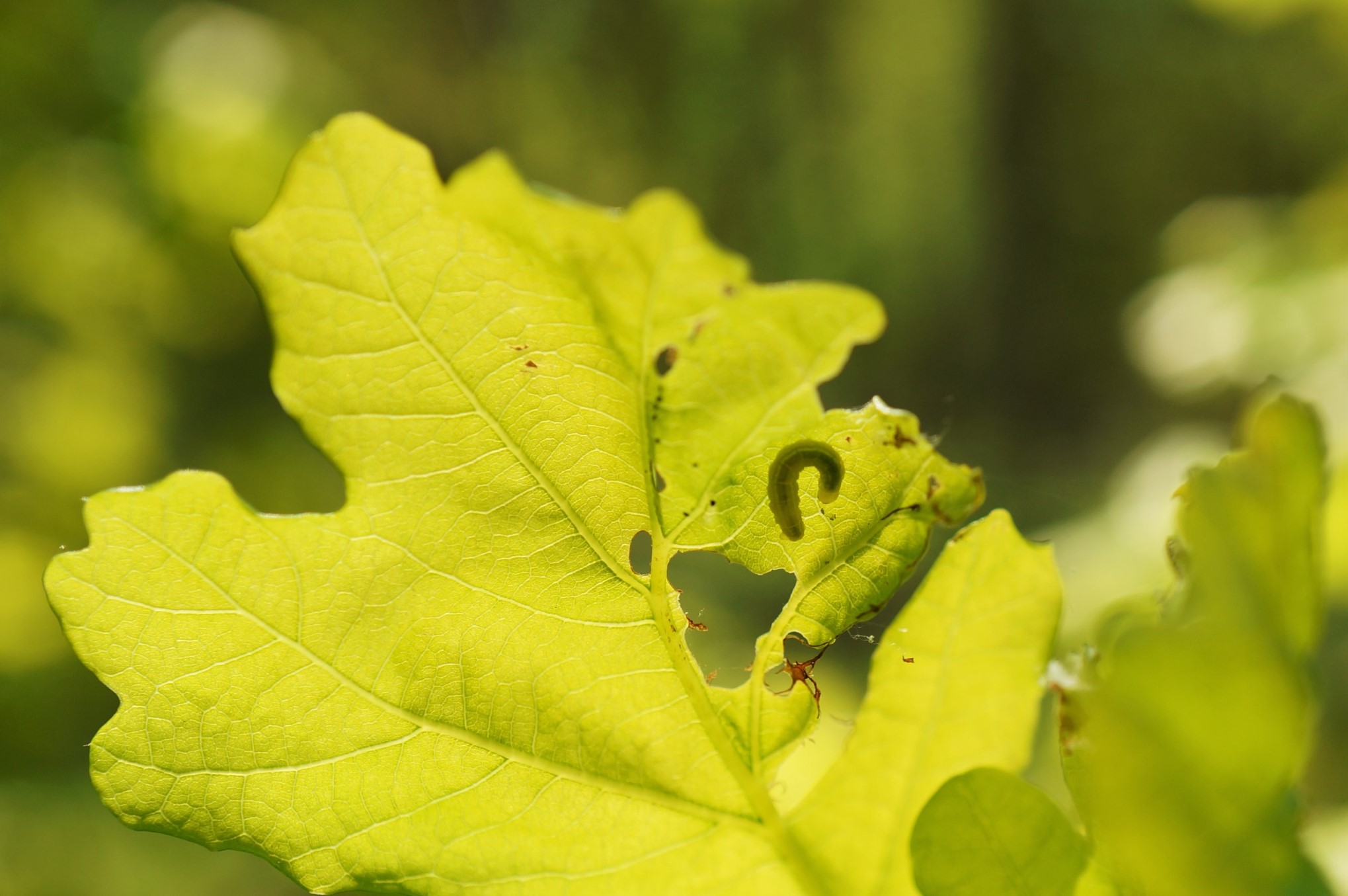 Do plant-feeding insects affect photosynthesis? | Department of Biology